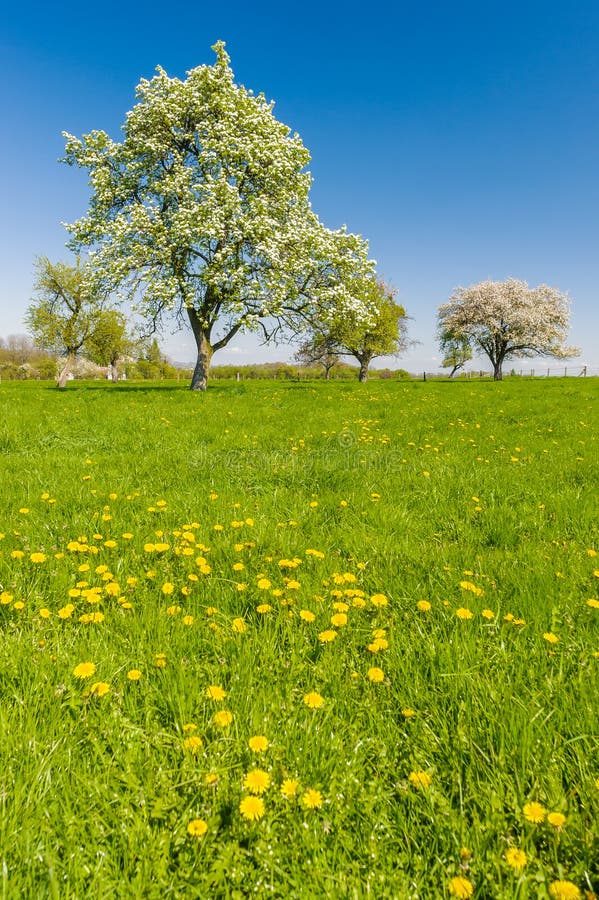 Spring May Landscape in Poland. Stock Photo - Image of freshness ...