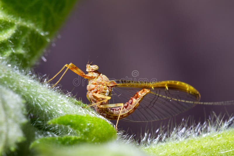 Spring Mayfly stock image. Image of macro, entomology - 34627317
