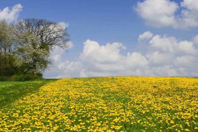 Spring meadow stock photo. Image of flora, leaf, cloud - 11319488