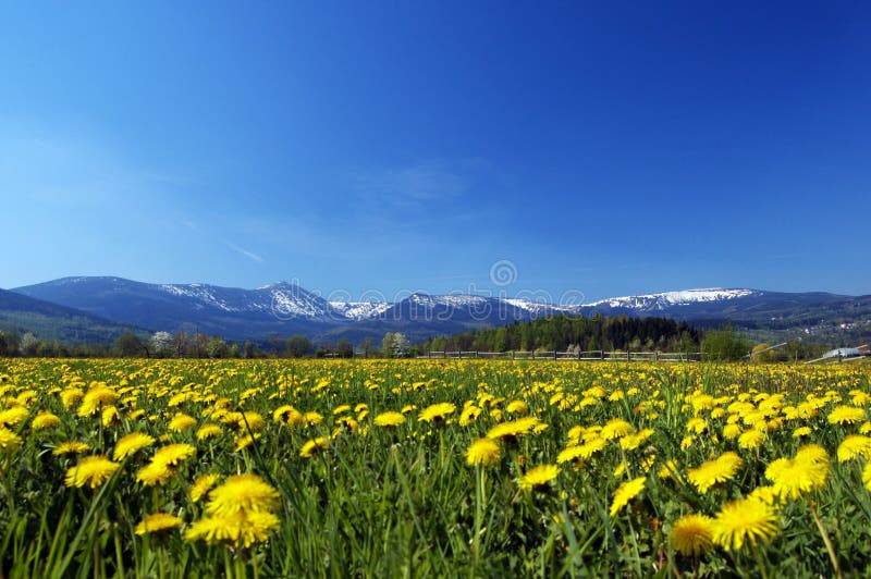 Spring Meadow with Two Daisies, One Just Behind the Other Stock Image ...