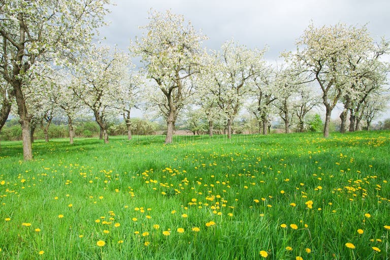 Spring Meadow stock image. Image of dandelion, dandelions - 14105433