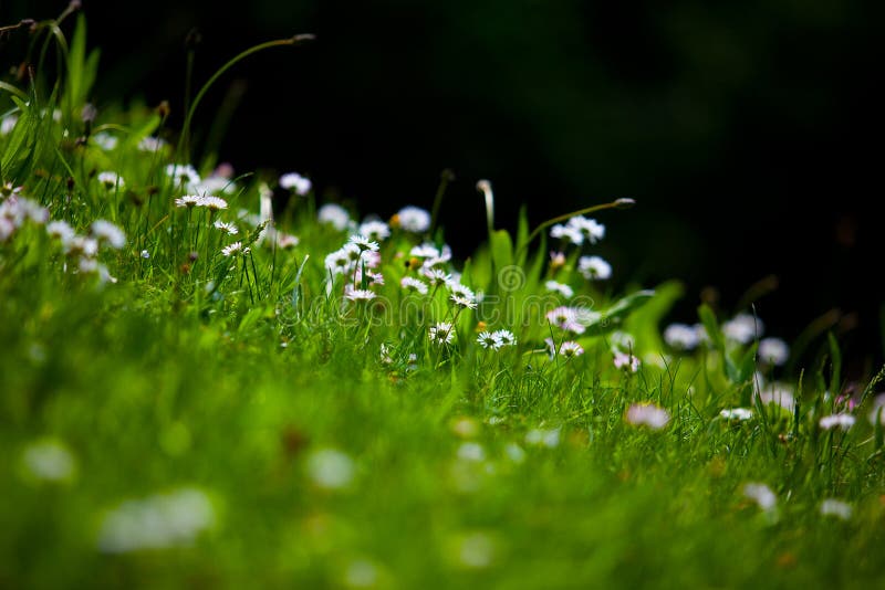Spring Meadow stock image. Image of herbage, shallow - 14455387