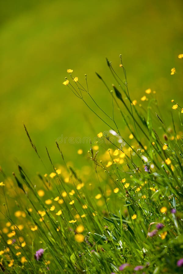 Spring Meadow stock image. Image of blossom, grass, spring - 14517423