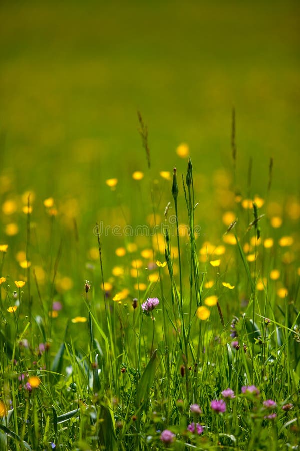 Spring Meadow stock image. Image of herbage, springtime - 14517435