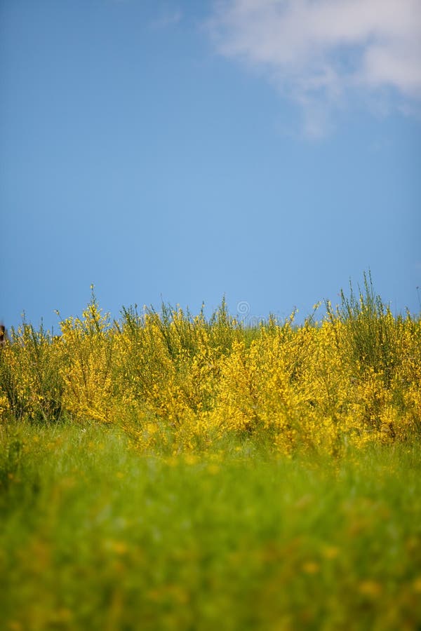 Spring Meadow stock image. Image of leaves, daisy, stem - 14762289