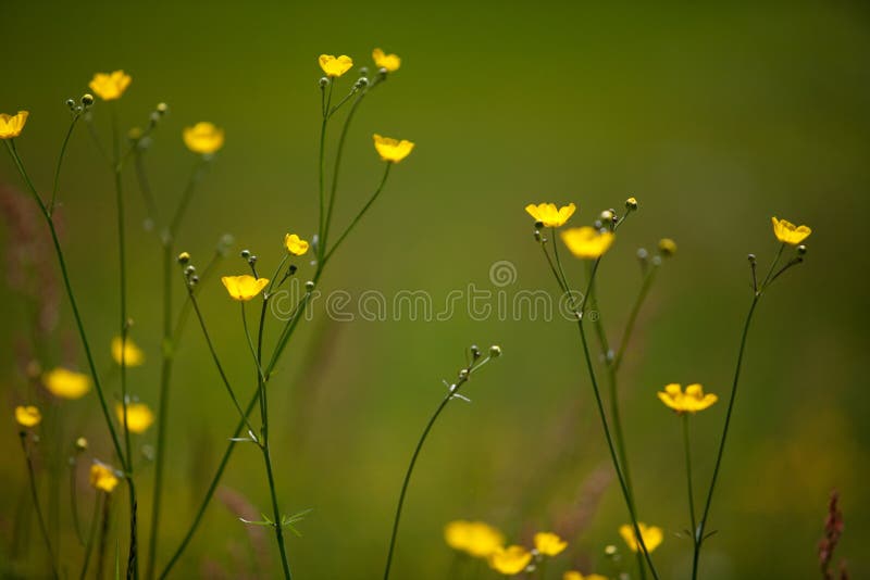 Spring Meadow stock image. Image of summer, flower, leaves - 14762293