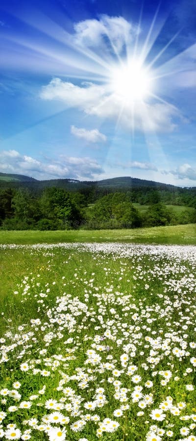 Spring meadow stock image. Image of forest, grass, heaven - 14843483