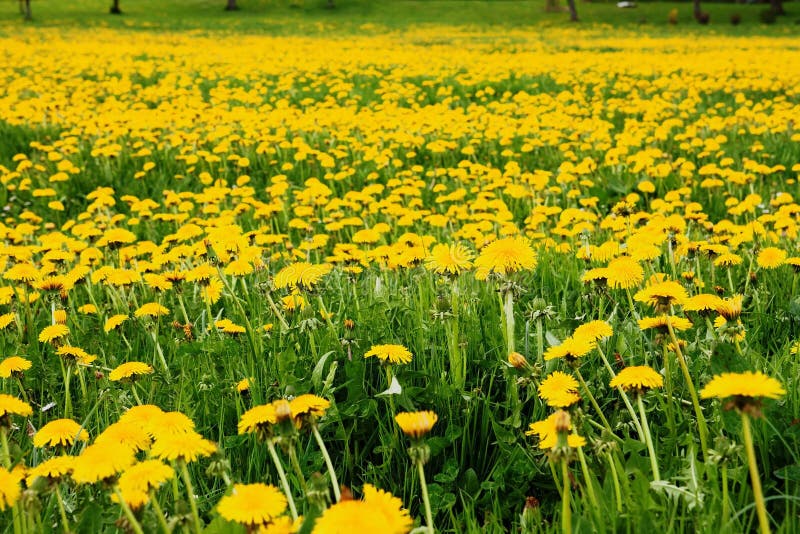 Spring meadow stock image. Image of green, beautiful - 16684261