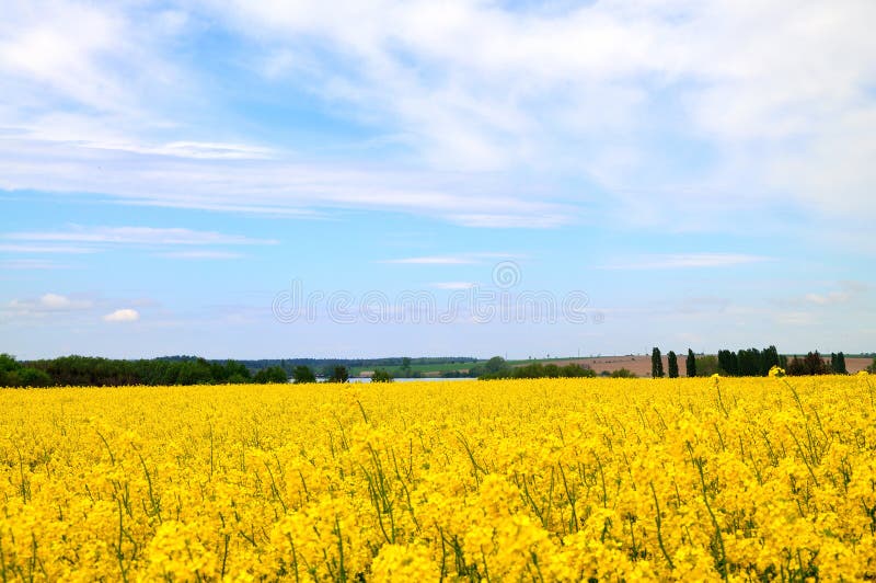 Spring meadow stock photo. Image of place, growth, meadow - 19470708