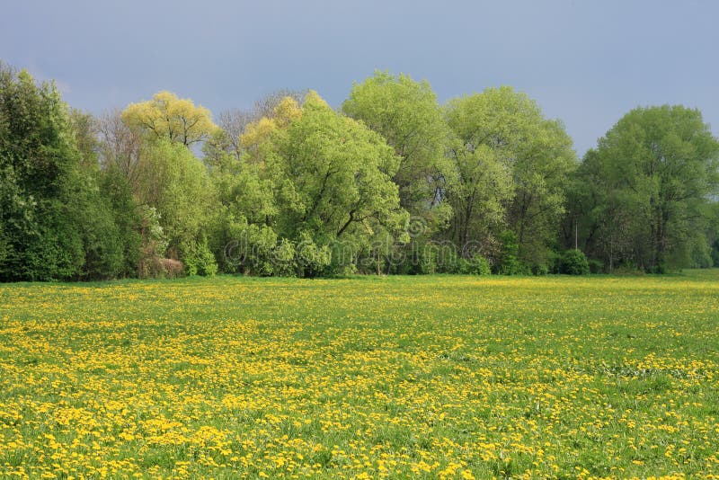 Spring meadow stock photo. Image of trees, environment - 21393242