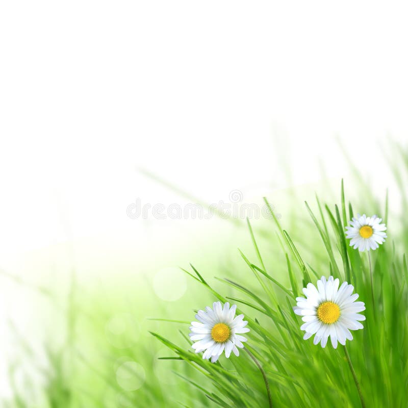 Spring meadow stock photo. Image of leaf, field, growth - 21786460