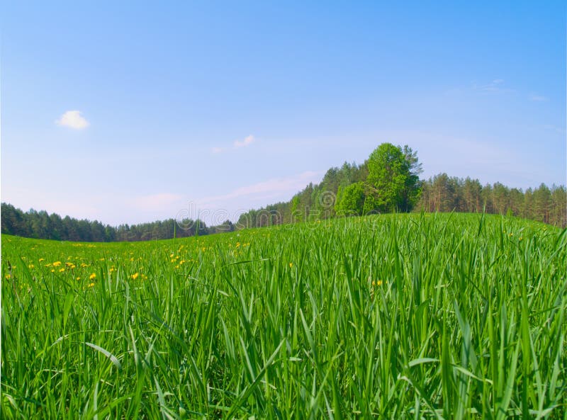 Lawn gras field stock image. Image of idyllic, lawn, light - 35815015