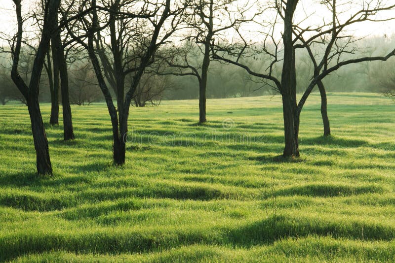 Spring meadow stock photo. Image of landscape, cloud, farmland - 2309176