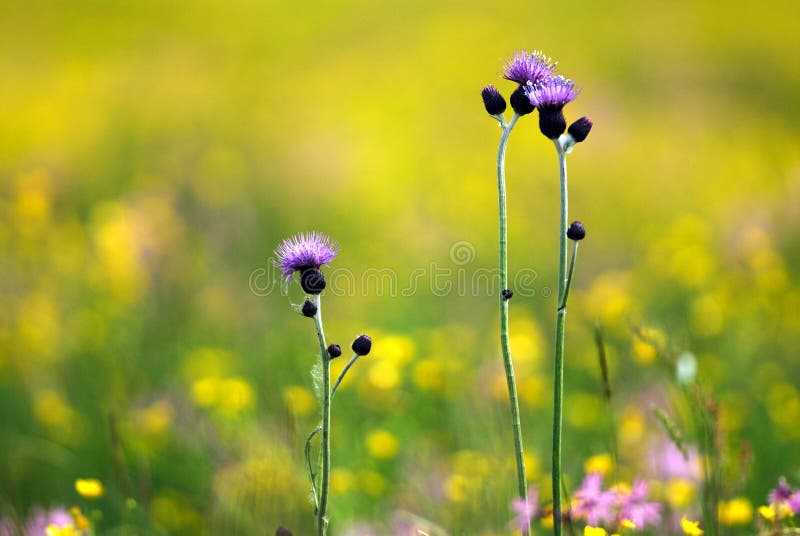 Spring Meadow stock photo. Image of buds, blossoming, field - 2473336