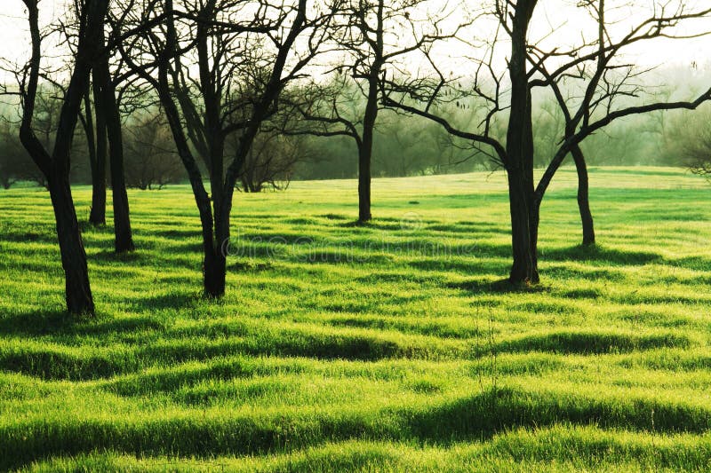 Spring meadow stock image. Image of green, grassland, landscape - 2484143