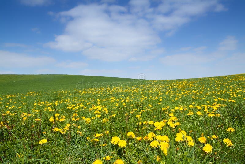 Spring meadow stock photo. Image of grass, dandelion - 25399936