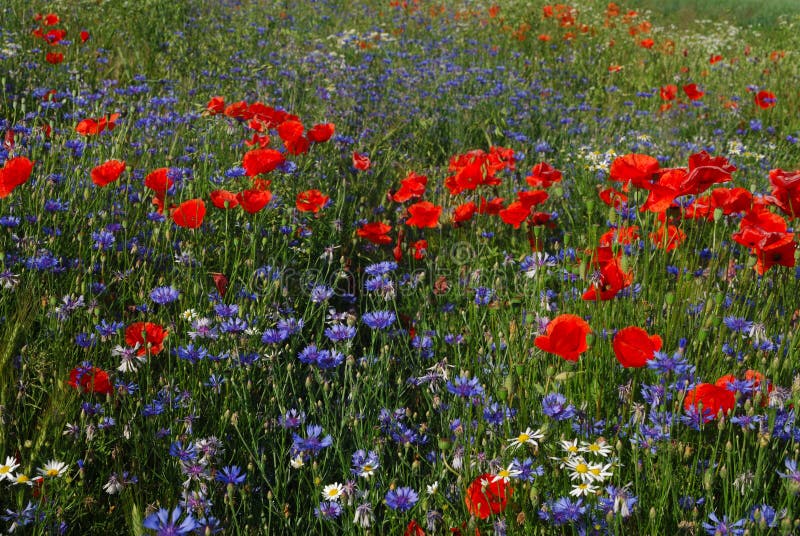 Spring Meadow stock photo. Image of poppies, green, seasonal - 3884470
