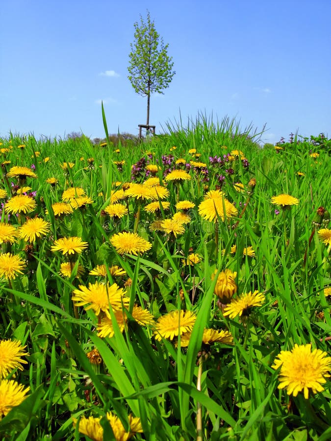 Spring meadow stock image. Image of park, colorful, floral - 5337195