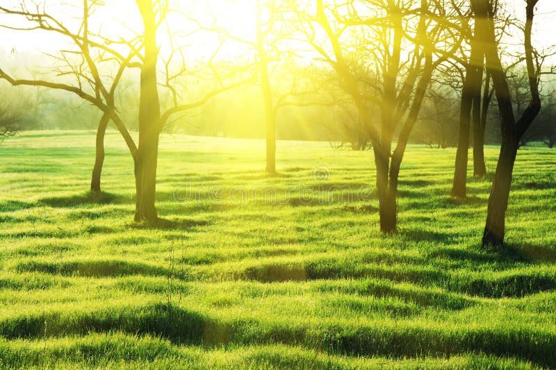 Spring meadow stock image. Image of park, green, rural - 54188297