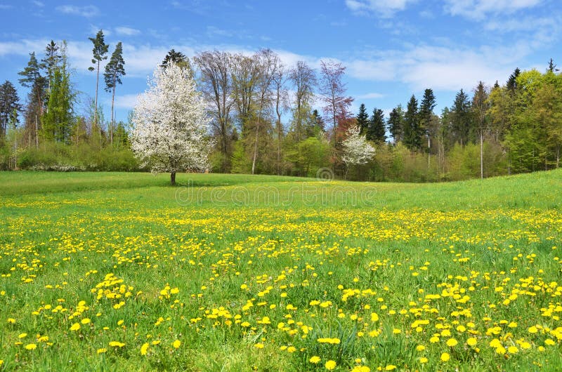 Spring meadow stock photo. Image of rural, spring, green - 39893172