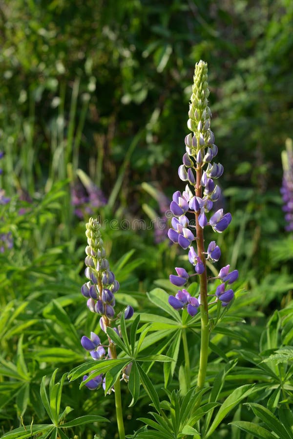 Spring Meadow with Beautiful Lupin Flowers Stock Image - Image of flora ...