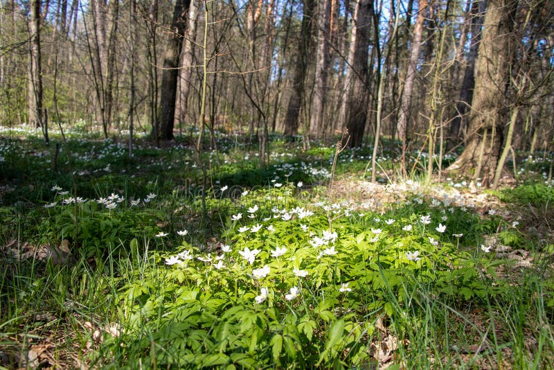 Spring Meadow with Beluga Flowers in the Forest. Landscape Stock Image ...