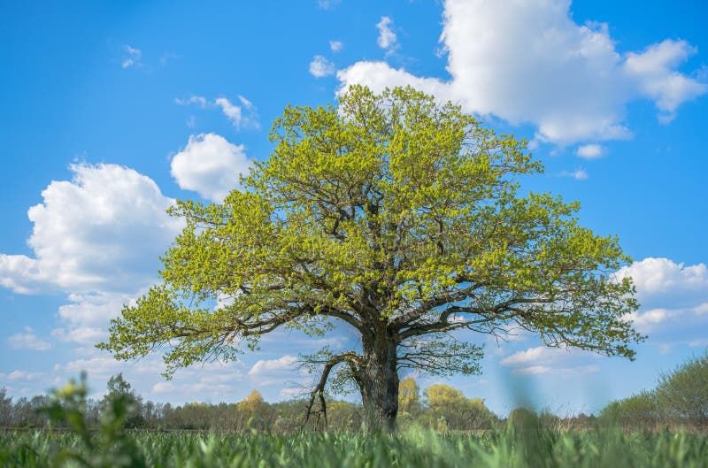 Spring Meadow with Big Oak Tree with Fresh Green Leaves Stock Photo ...