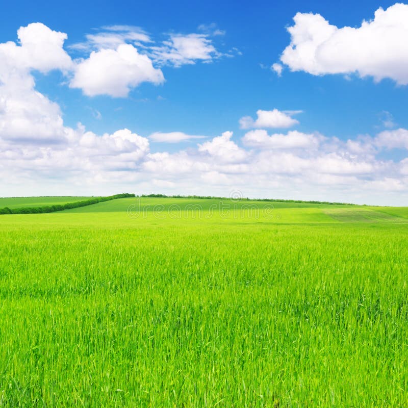 Spring meadow stock image. Image of blue, lawn, heavens - 34527397