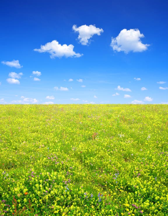 Spring meadow stock image. Image of blue, nature, horizon - 35148199