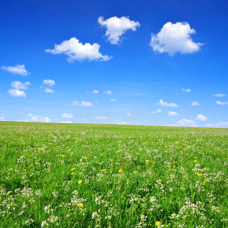 Spring meadow stock photo. Image of pasture, blossom - 40908226