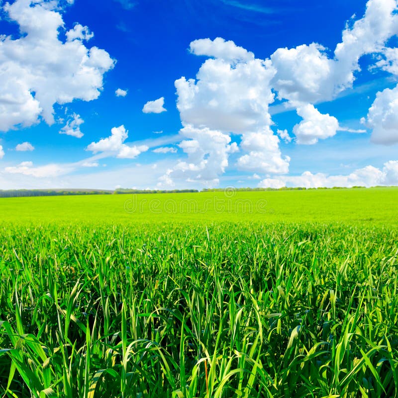 Spring meadow stock photo. Image of agriculture, blue - 85364980