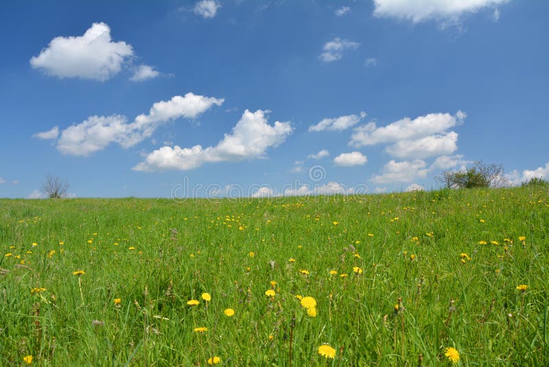 Spring meadow and blue sky stock photo. Image of landscape - 97749066