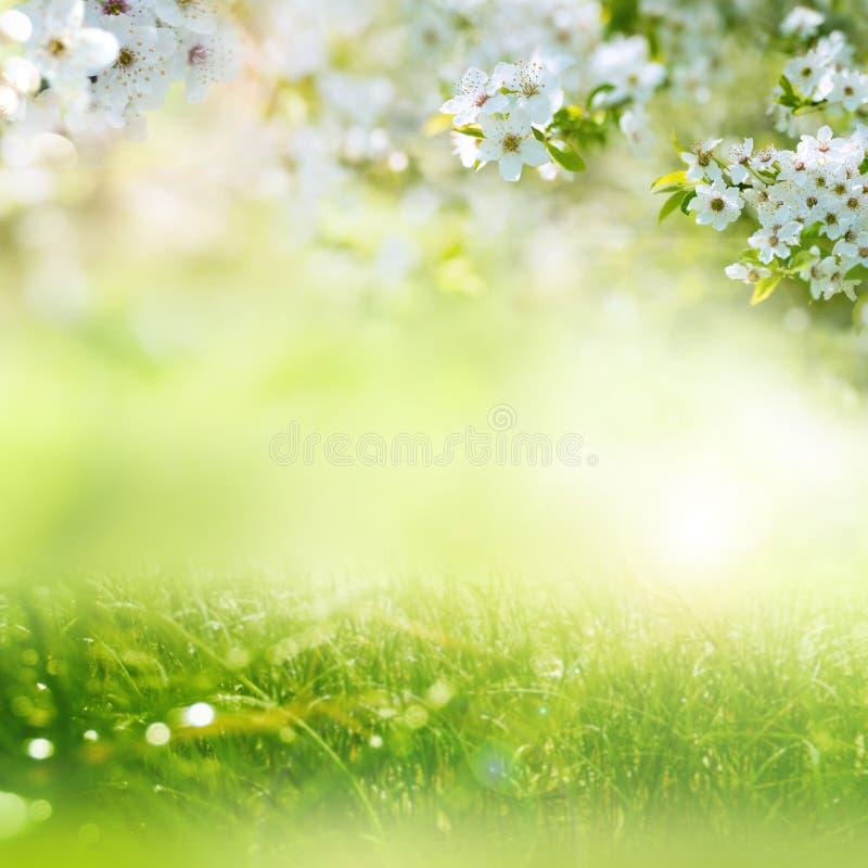Spring meadow stock image. Image of spring, pollen, yellow - 20369021