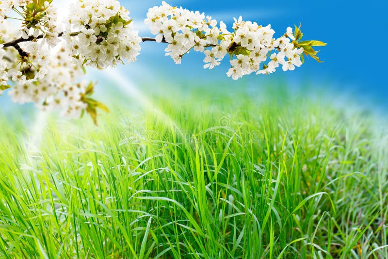 The spring meadow stock image. Image of countries, flower - 40813921