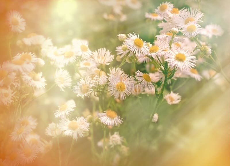 Spring in Meadow - Daisy Flower Stock Photo - Image of blooming, flower ...