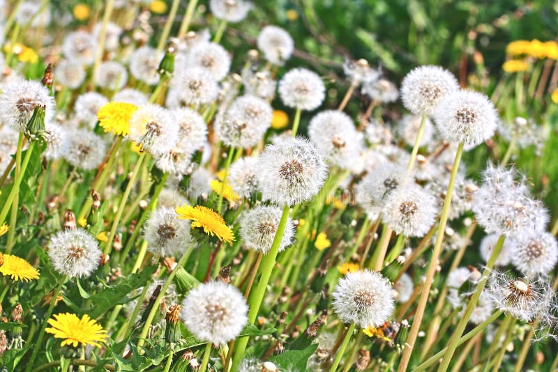 Dandelion Field Summer stock photo. Image of botany, grass - 18878646