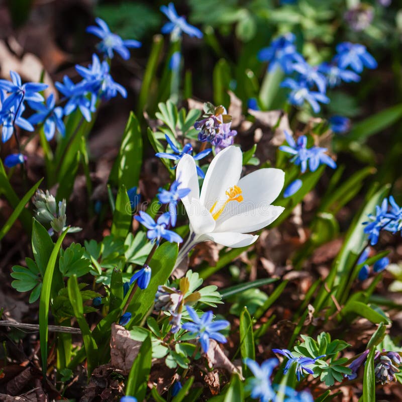 Purple Scilla Springflowers in Suny Garden Stock Photo - Image of ...