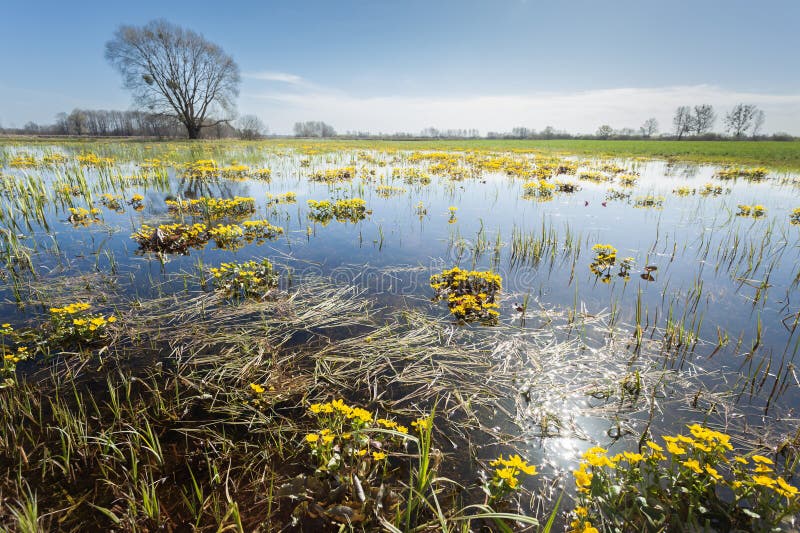 A Spring Meadow Flooded with Water, Marsh Marigolds and Sunshine Stock ...