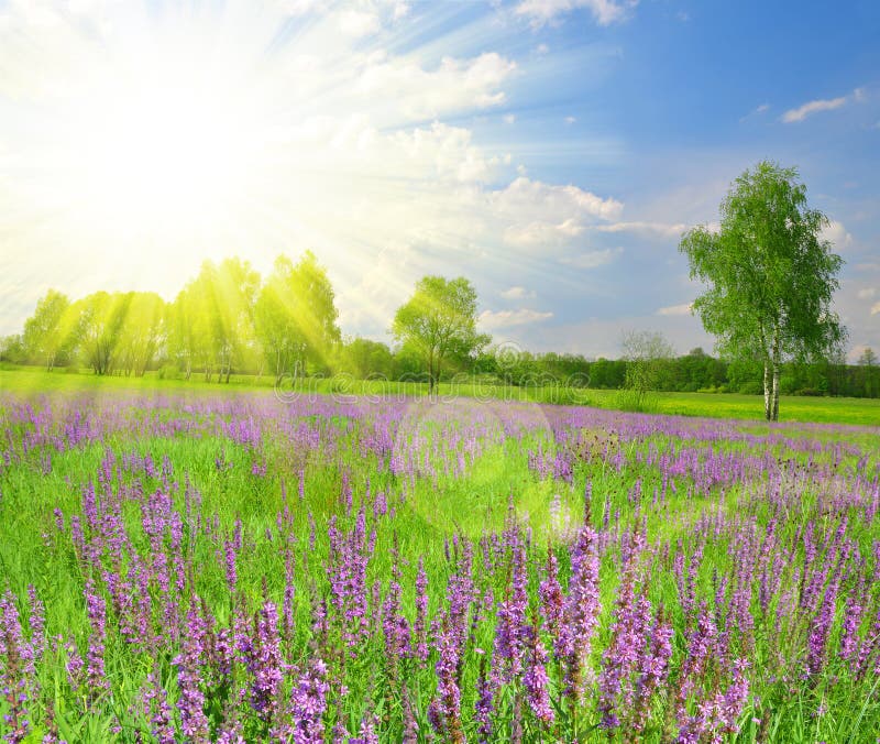 Spring meadow with flower stock photo. Image of plant - 50744008