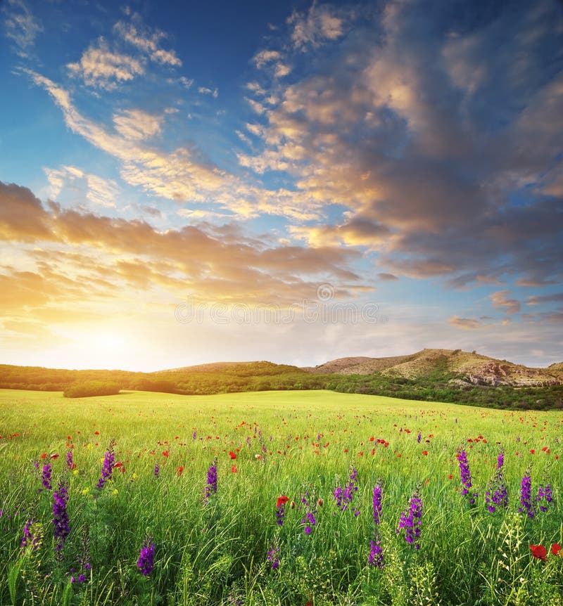 Spring meadow at sunset. stock photo. Image of nature - 130170770