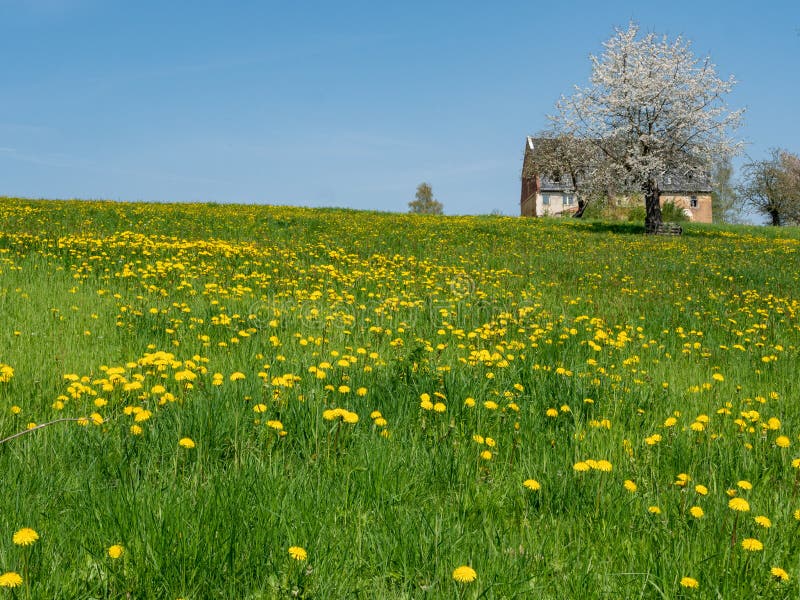 Spring Meadow with Flowers in Spring Stock Photo - Image of relax ...
