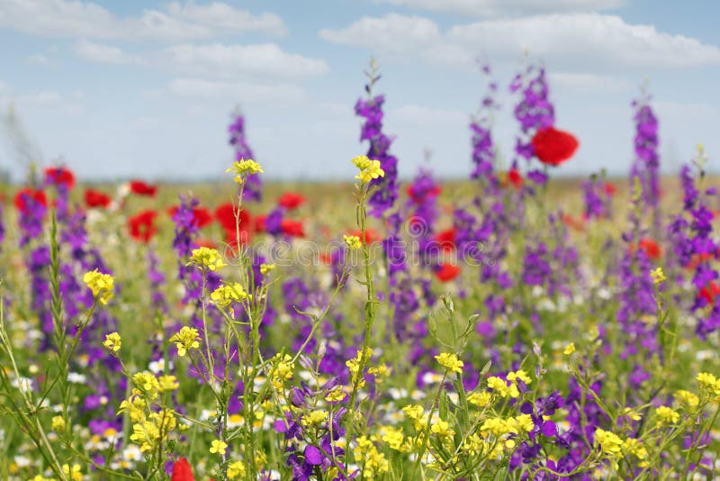 Spring meadow with flowers stock image. Image of color - 28675293