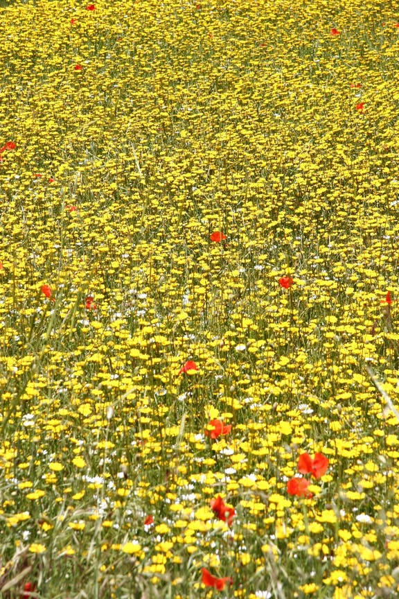Spring Meadow Flowers, Crete Stock Image - Image of lush, fodder: 4731107