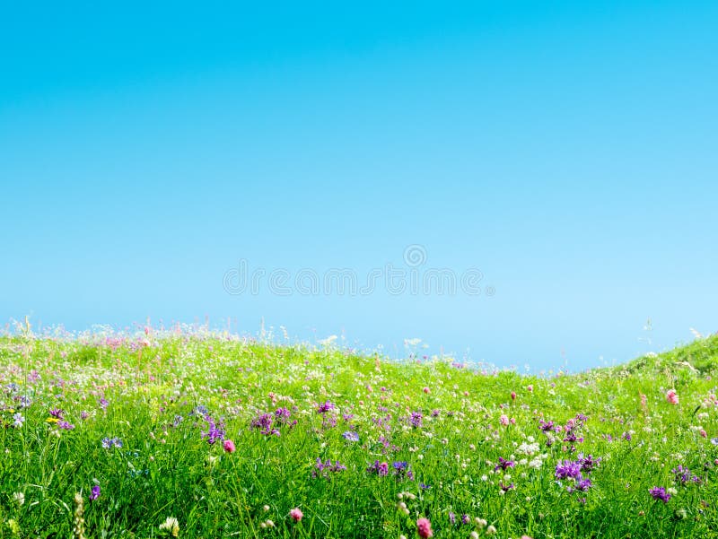 Spring Meadow with Flowers and Grass Stock Image - Image of natural ...