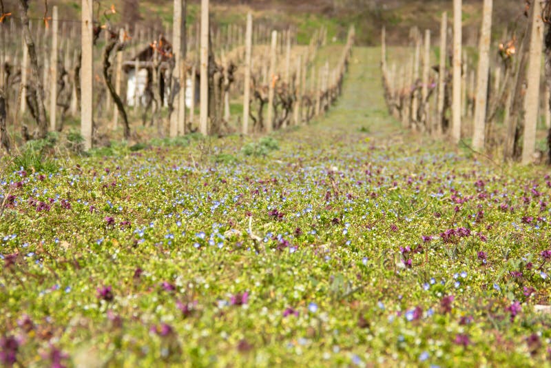 Spring Meadow stock image. Image of flower, grass, body - 52525093