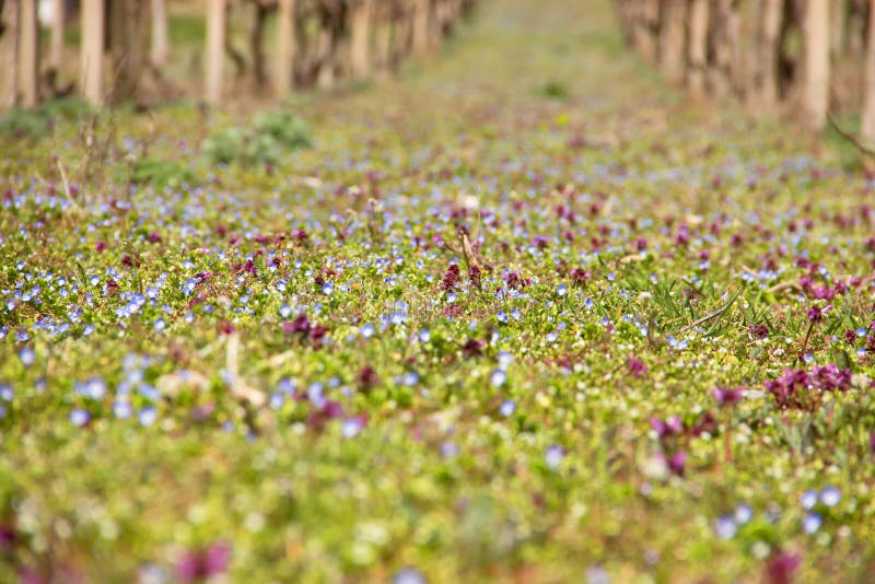 Spring Meadow stock photo. Image of glass, clothes, life - 52525118