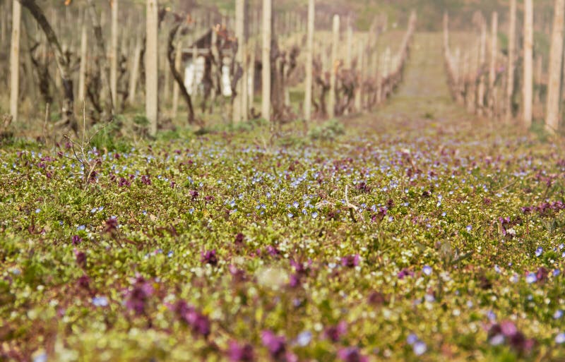 Spring Meadow stock photo. Image of clouds, clothes, grass - 52525194