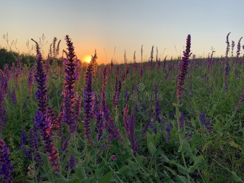 Spring meadow with flowers stock photo. Image of landscape - 231056058