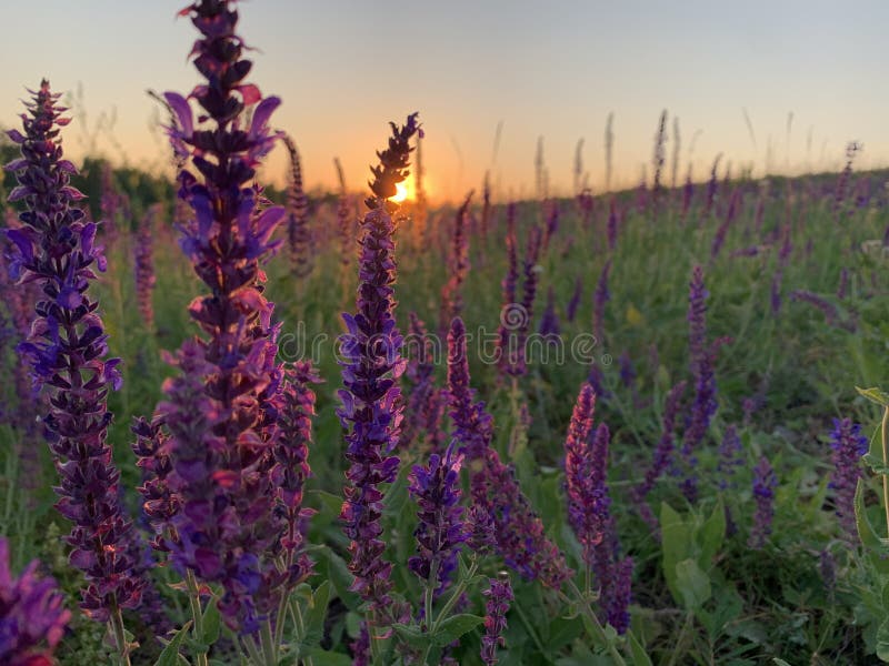 Spring meadow with flowers stock image. Image of cloud - 231056783
