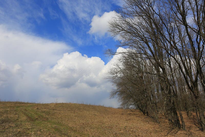 Spring meadow in forest stock image. Image of autumn - 244479991